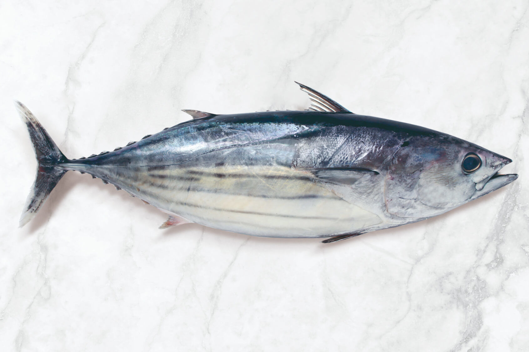 CATÁLOGO ORIENTAL > OTROS TÚNIDOS